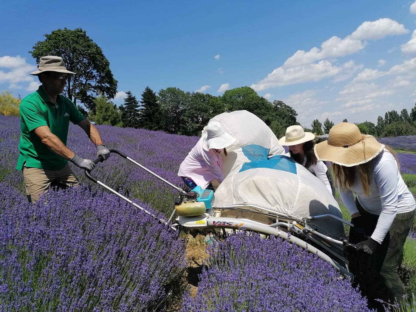 Bemutatkozik a Gyógy- és fűszernövények szak - Károly Róbert Campus - MATE